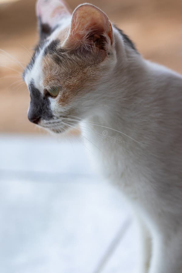 A Cat is Thinking about Something Stock Image - Image of grey, nose ...