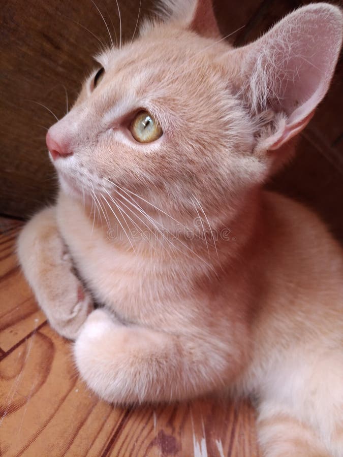 Cat thinking stock image. Image of thinking, cats, cute - 102830479