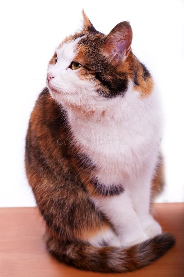 Cat thre colours stock image. Image of lovely, whiskers - 49622301