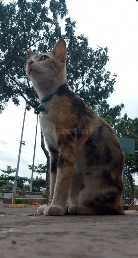 Cat with three coat colors stock photo. Image of animal - 267491284