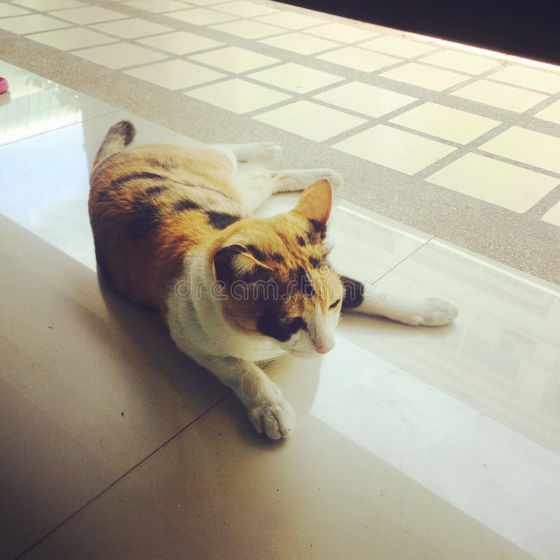 The Cat three color stock image. Image of color, three - 95696361