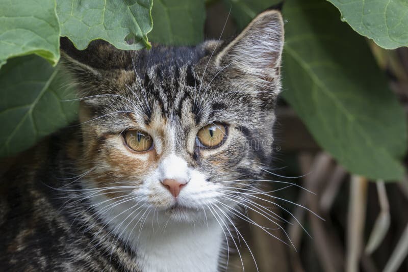 Cat stock image. Image of colored, tail, thre, crawl - 42718029