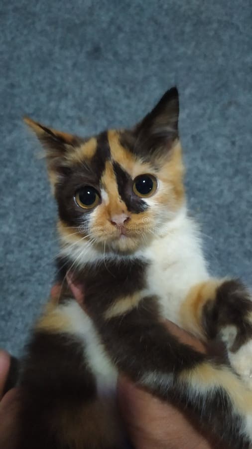 Cat three colur stock image. Image of kitten, colur - 262306885