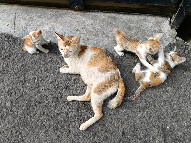 A Cat with Three Cute Kittens Stock Photo - Image of wildlife, nose ...
