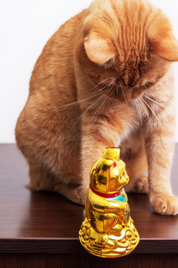 The Cat Throws the Thing Off the Table Stock Image - Image of maneki ...