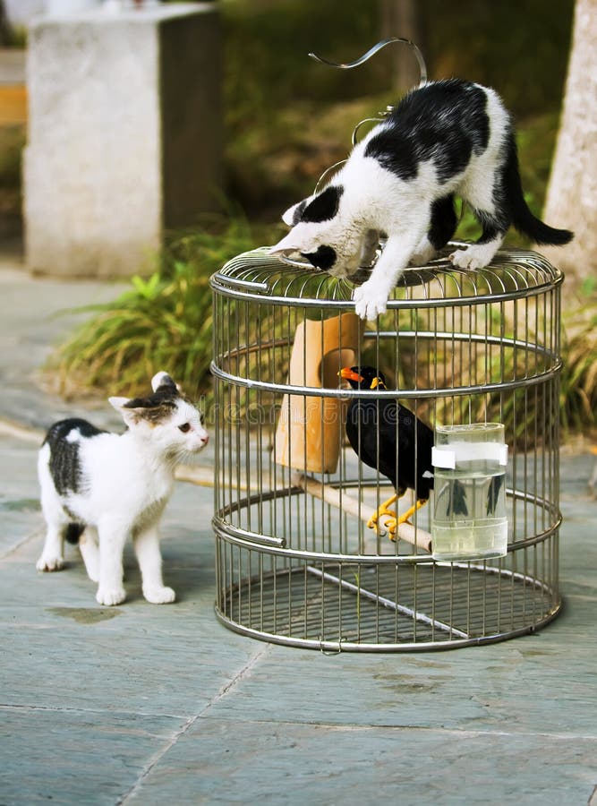 The cat and the thrush stock photo. Image of bird, birds - 14415568