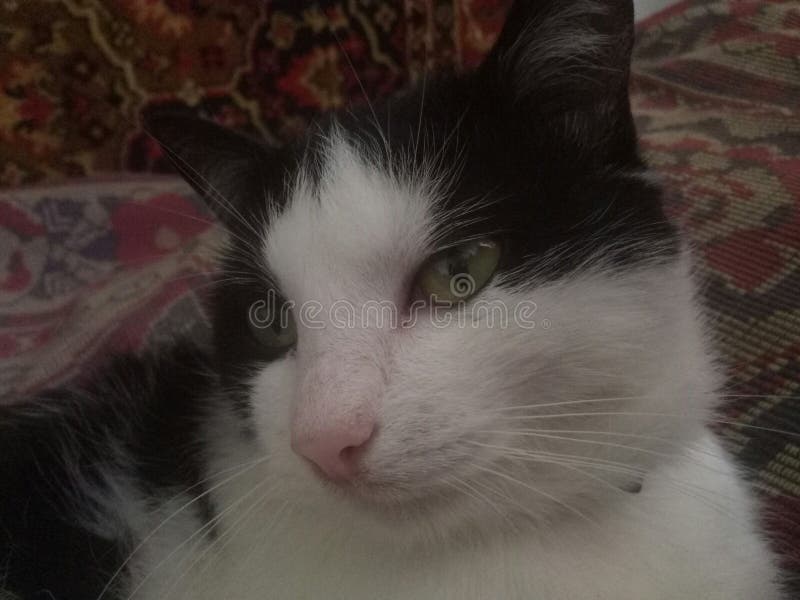 Trueno Del Gato Con Los Ojos Verdes Y Las Lanas Blancos Y Negros Foto ...