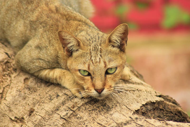Cat or Tiger stock image. Image of brown, claw, tiger - 173403469