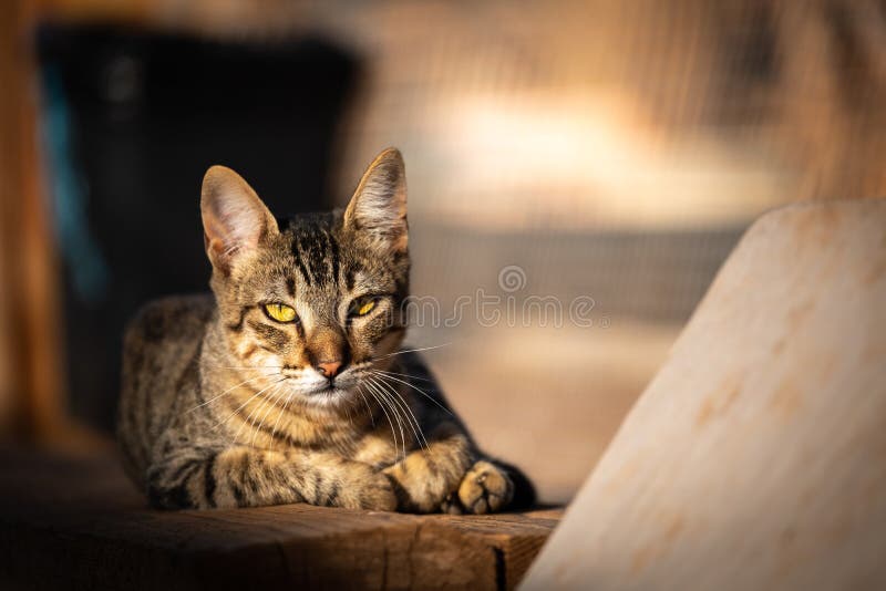 Cat with Tiger Look Lying Resting in Twilight Feline Wild Stock Photo ...