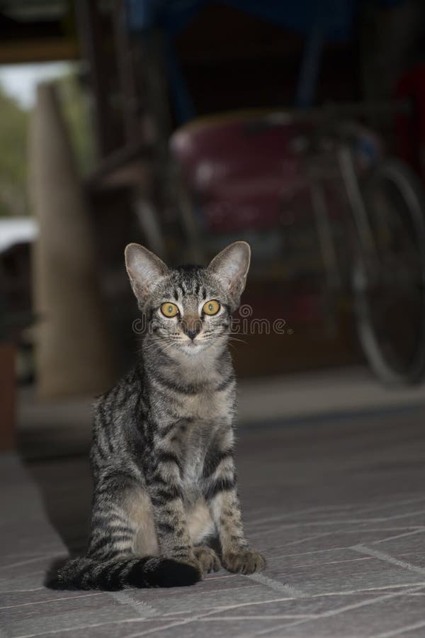 Cat with tiger pattern stock image. Image of carnivore - 59077527
