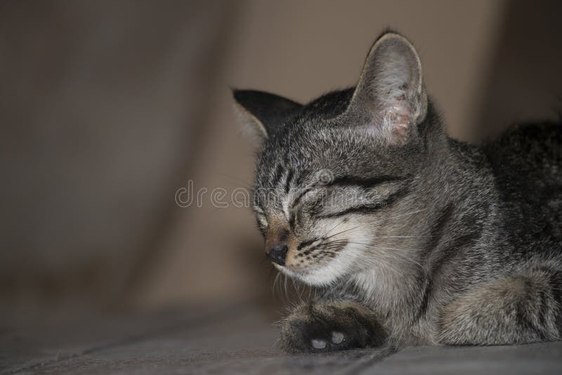 Cat with tiger pattern stock photo. Image of exotic, closeup - 59077328