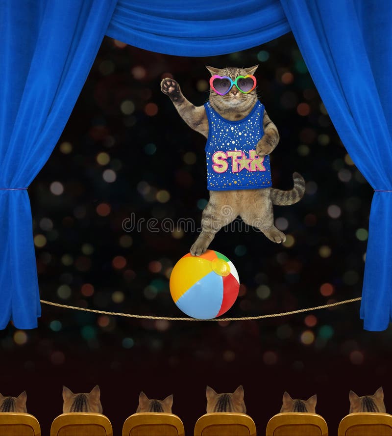 Cat Tightrope Walker in Circus Stock Image - Image of beige, high ...