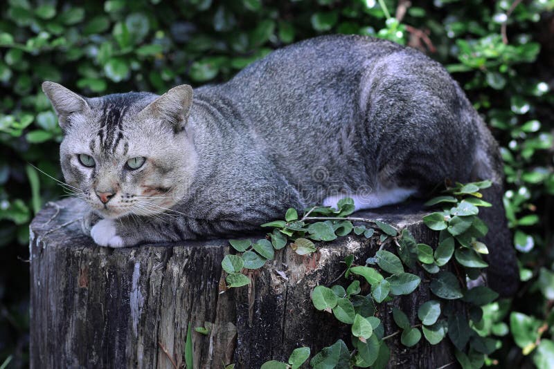 Cat on timber stock image. Image of pets, comfortable - 41228183