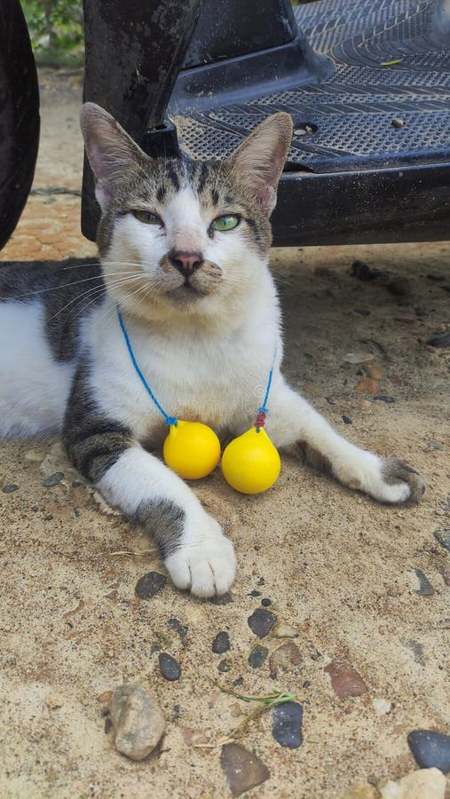 Cat tiny Indonesian stock photo. Image of kucing, muezza - 270322766