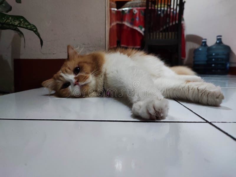 Cat Tired after Play stock photo. Image of tired, play - 263740020