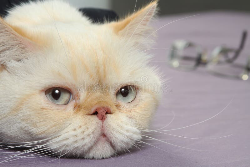 Cat tired stock photo. Image of eyes, sick, face, blue - 49403372