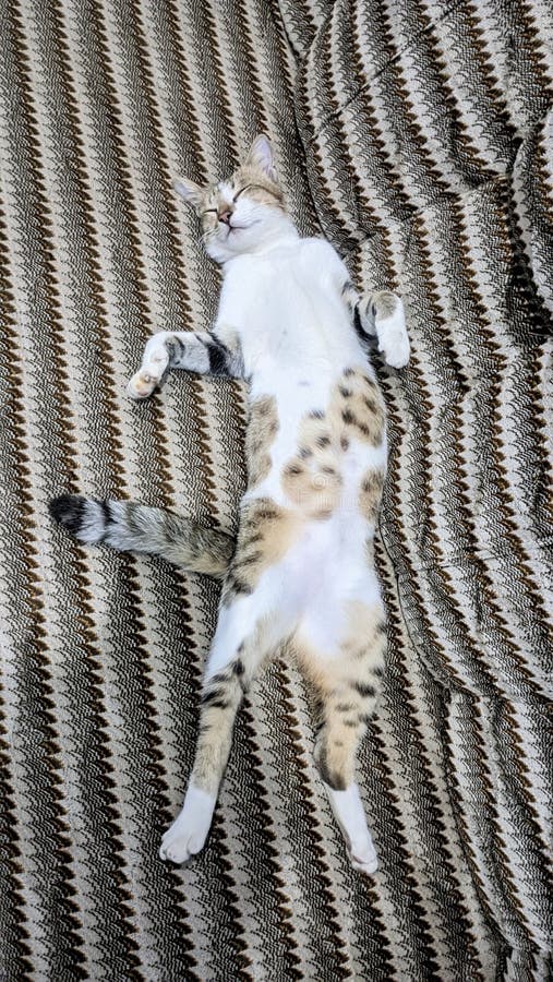 The cat so tired stock photo. Image of tired, long, sleeping - 288961244