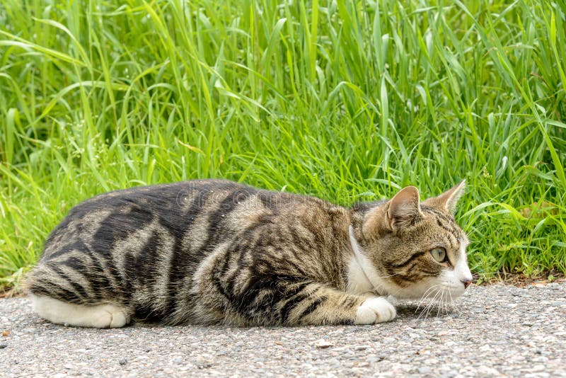 Cat about to pounce stock image. Image of animal, portrait - 213912159