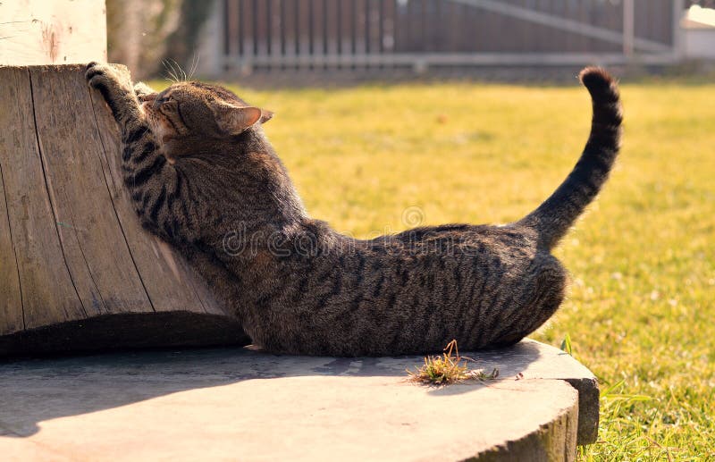Cat to sharpen claws stock photo. Image of orange, furry - 38907448