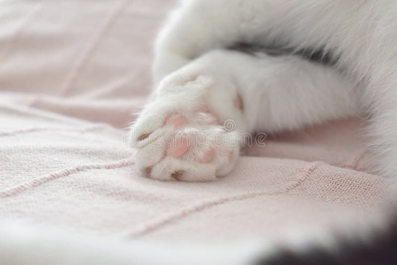 Cat toe beans on the sofa. stock image. Image of closeup - 258384083