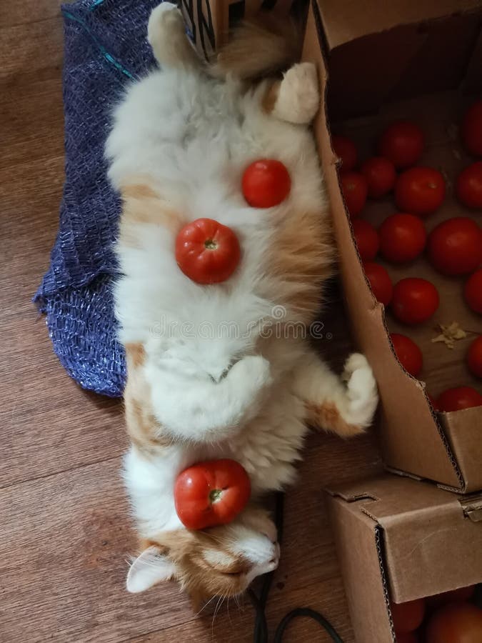 Cat with tomatoes stock image. Image of tomatoes, animal - 255988603