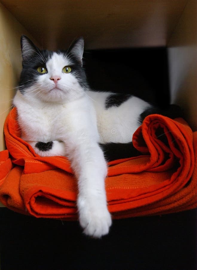 Cat, tomcat, pet stock image. Image of paws, tomcat, orange - 23685513