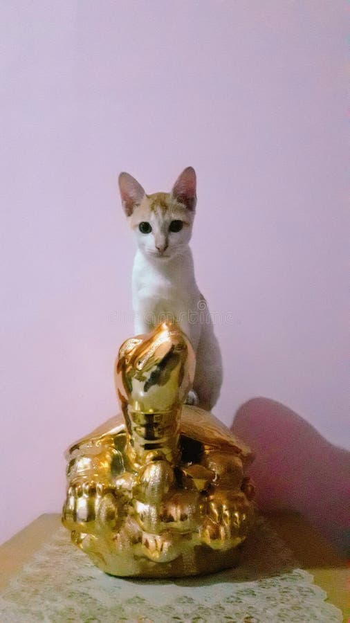 Cat in top of gold turtle stock image. Image of yellow - 262265843