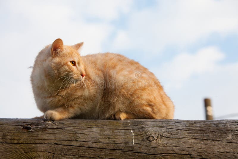 Blue Tabby Cat Sitting On Top Of A Log Stock Image - Image of hair ...