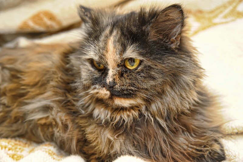 Cat tortie color portrait stock photo. Image of persian - 178281148
