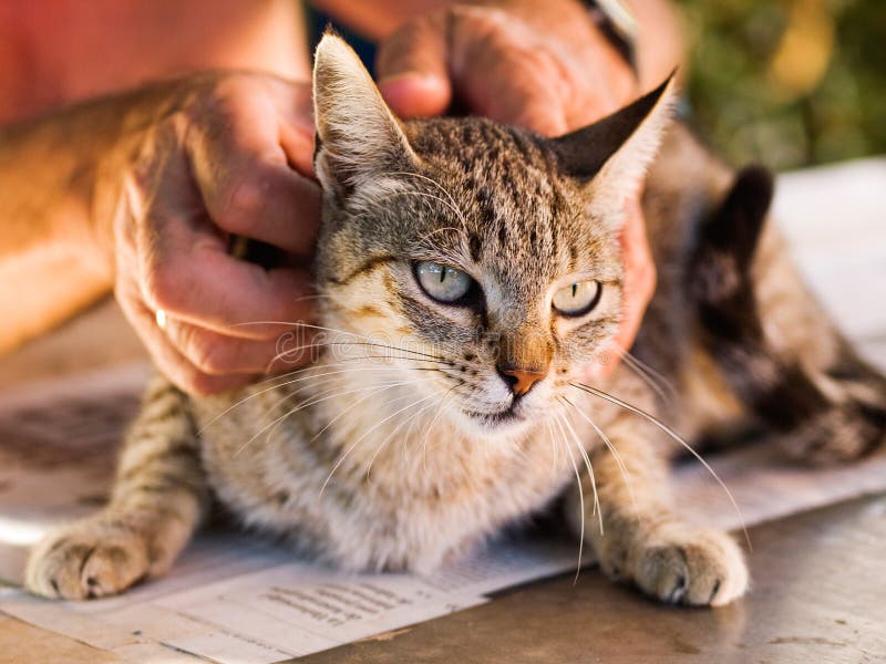 Cat is touched by a person stock photo. Image of holding - 35098854