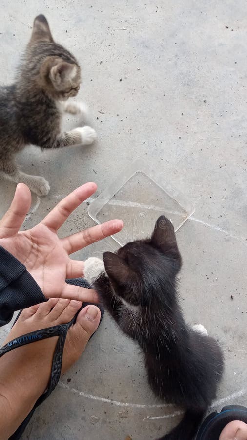 Cat touches human finger stock image. Image of animal - 264520411