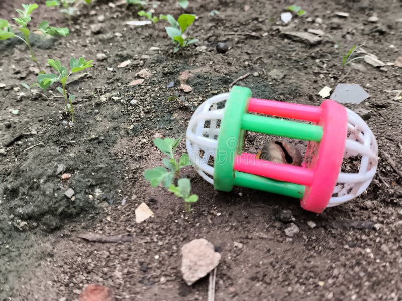 Cat Toy with Bells in it on the Ground Stock Image - Image of petty ...
