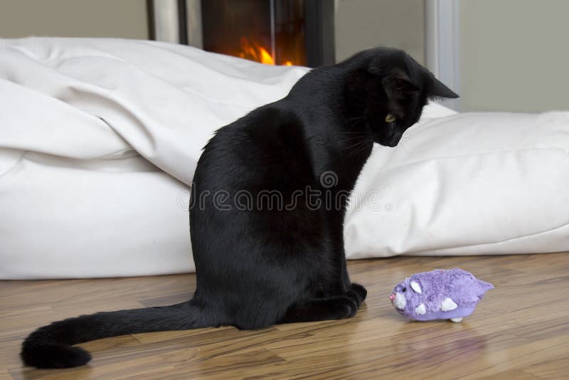 Cat and toy mouse stock photo. Image of cute, games, escape - 32240814