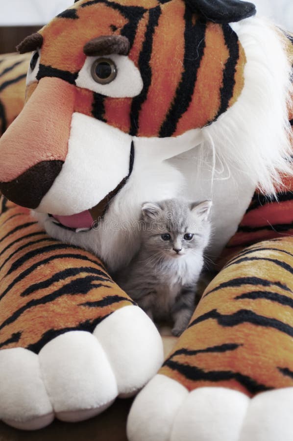 Cat with toy tiger stock image. Image of feline, mouth - 25544189