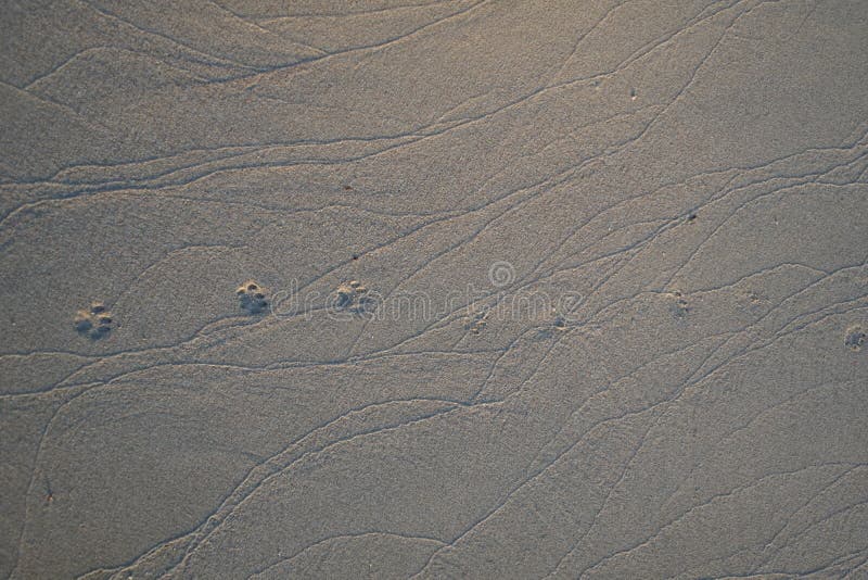 Cat Tracks on the Beach at the Edge of the Surf on Wet Sand. Sea Shore ...