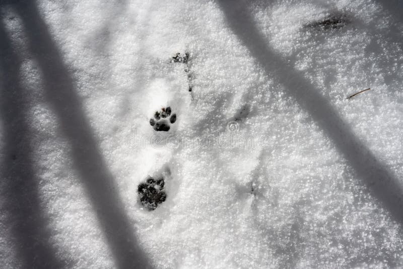 Cat tracks in deep snow.. stock image. Image of nature - 373645199