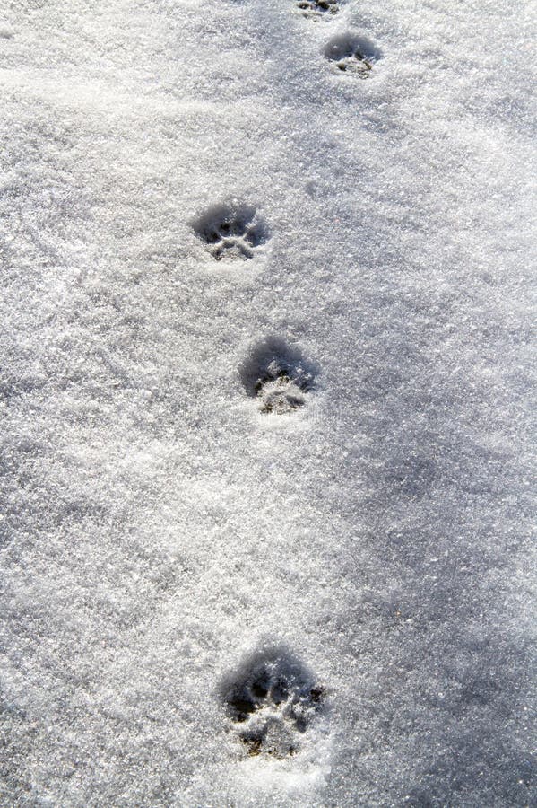 Cat Tracks in the Distance in the Snow. Stock Photo - Image of shape ...
