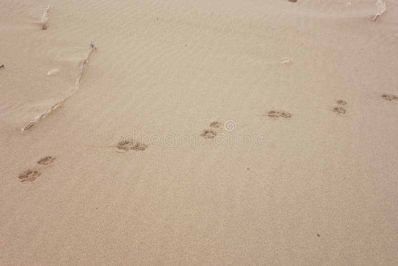 Sand beach stock image. Image of sandy, public, beach - 51429093