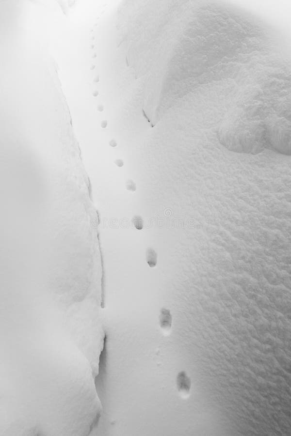 Cat tracks in the snow stock photo. Image of scene, quiet - 170381088