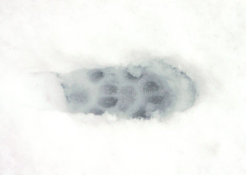 Cat tracks in the snow stock image. Image of print, snow - 205952441