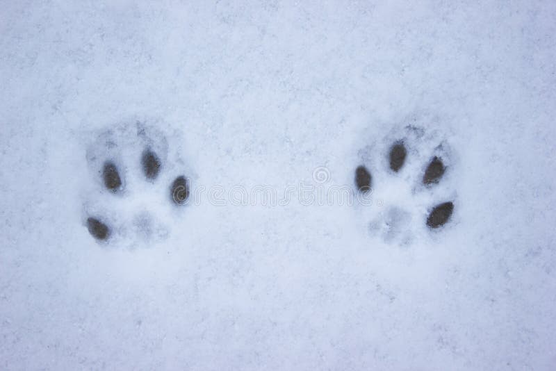 Cat Tracks in the Snow, Hunting Winter, Pet Stock Photo - Image of ...
