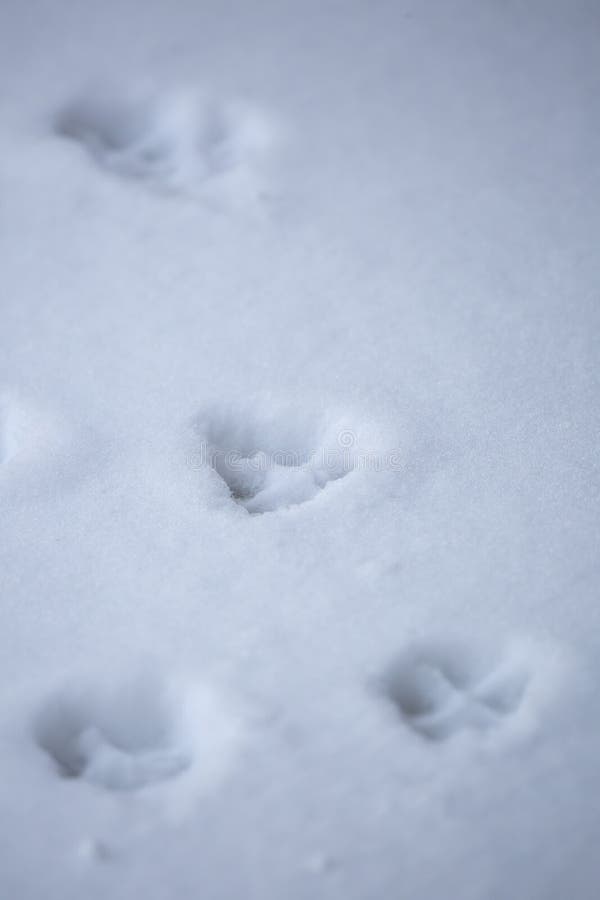 Cat Tracks in the Snow stock photo. Image of outside - 231415234