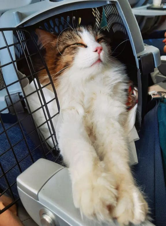 Cat Transportation in a Metal Container in an Airplane. Stock Image ...