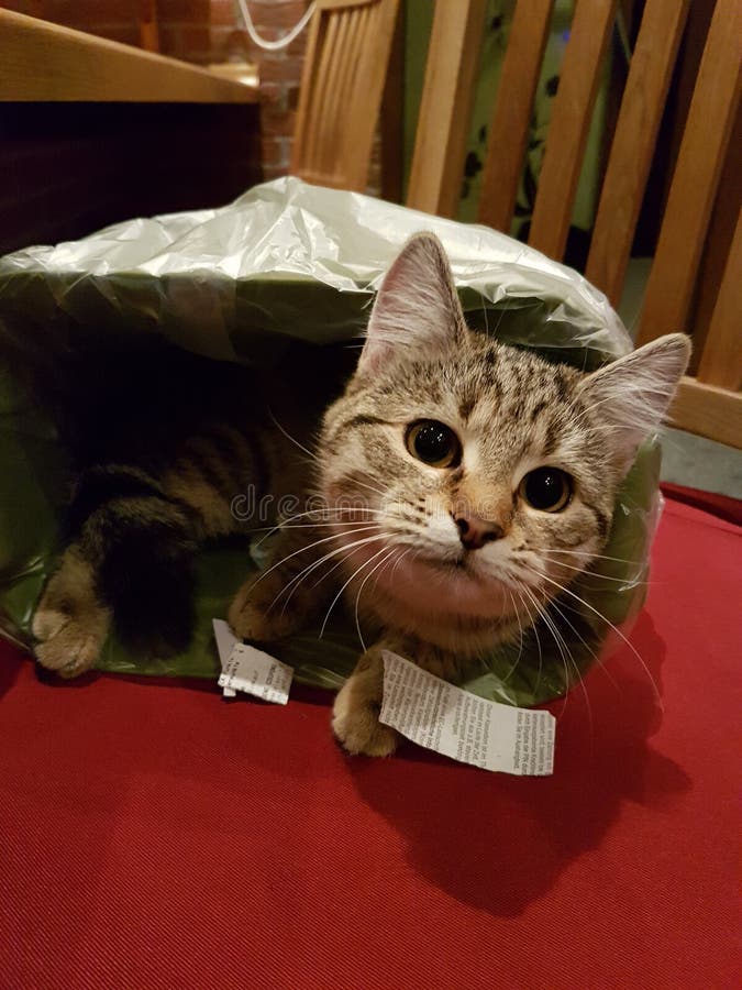 Cat in trash stock photo. Image of trash, luna, katze - 83572154