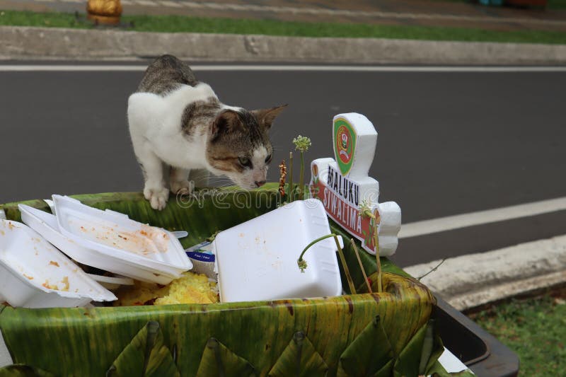 Cat in the trash area editorial photo. Image of food - 315666251