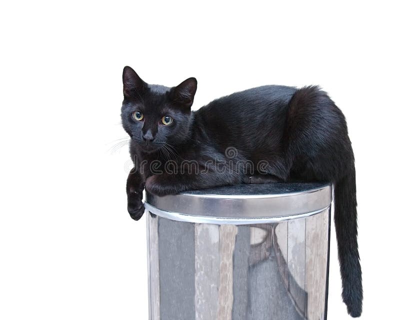 Cat on trash can stock image. Image of garbage, rubbish - 28936267