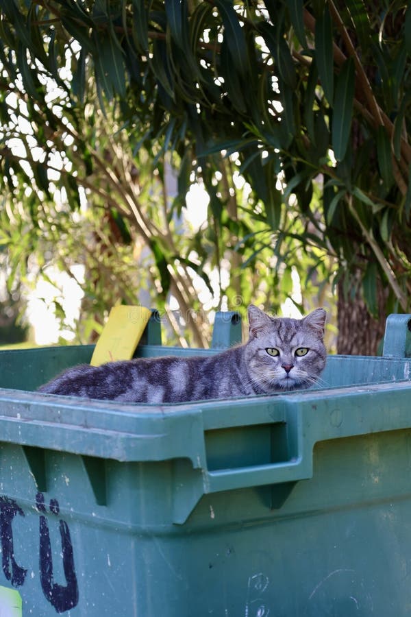 Cat in a trash can stock image. Image of opening, homeless - 369700817