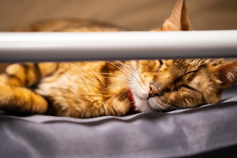 Cat Travelling by Train. Cute Cat Lying by Upper Berth Stock Photo ...