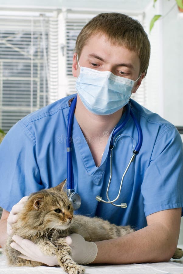 Vet with cat stock photo. Image of check, care, control - 40563352