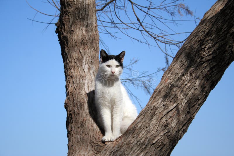 Cat on a tree stock image. Image of israel, alone, blue - 10214221